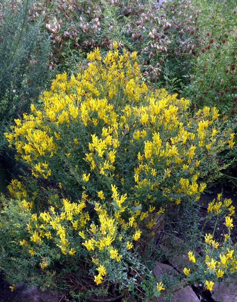 Genista tinctoria